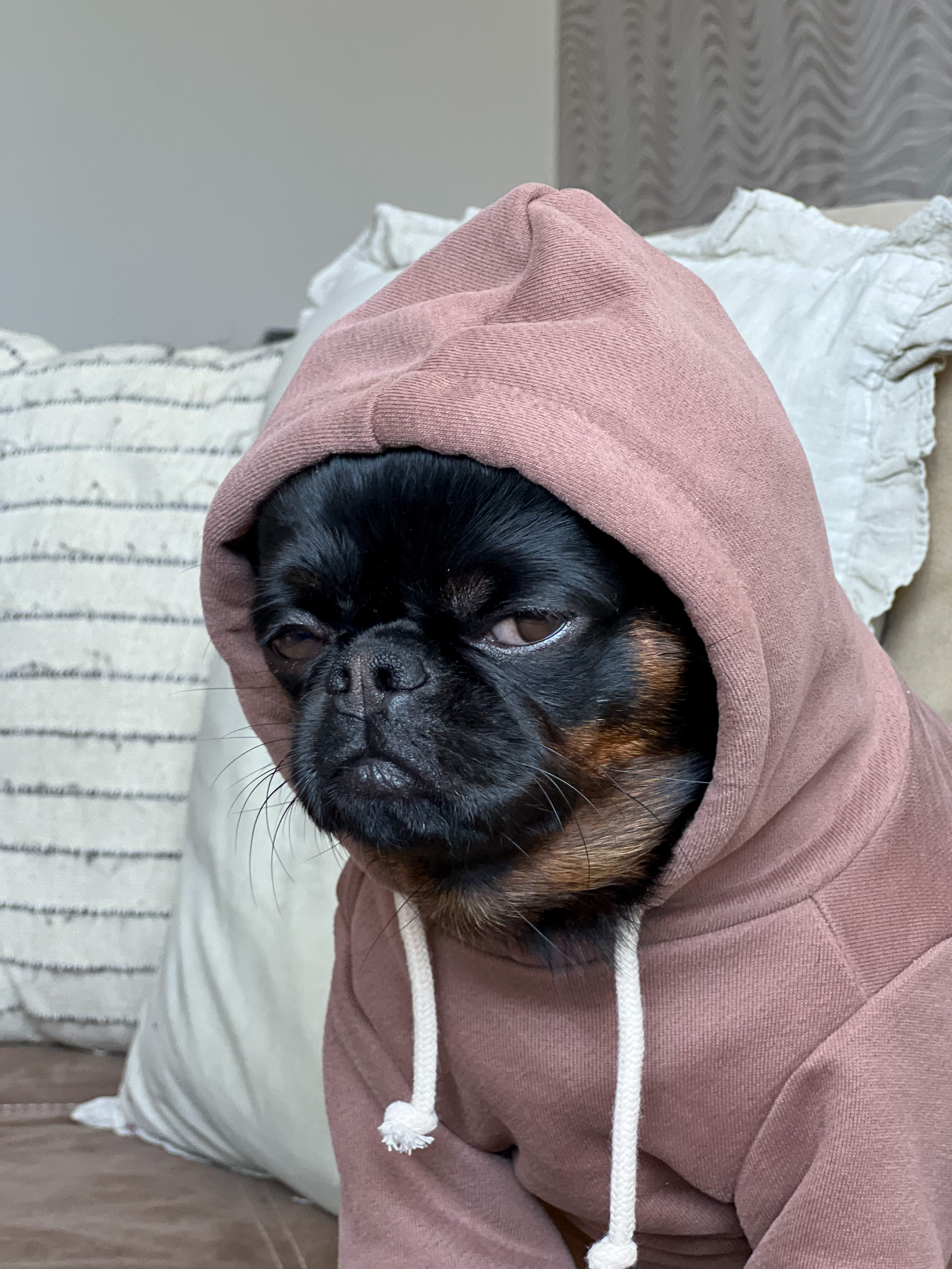 Charlie Griffon – The Grumpy-Faced Icon of Fashion and Humor